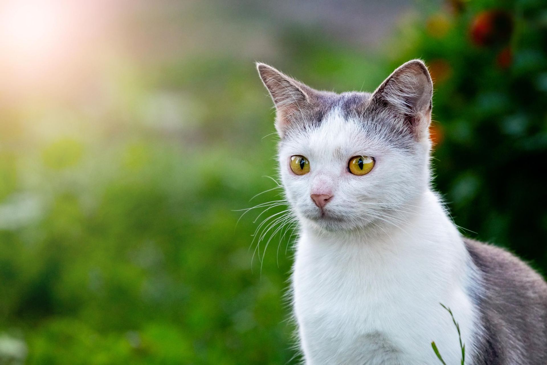 Resources | Orange County Animal Clinic