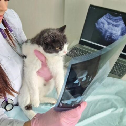 Pet Radiography in Paoli, IN | Orange County Animal Clinic