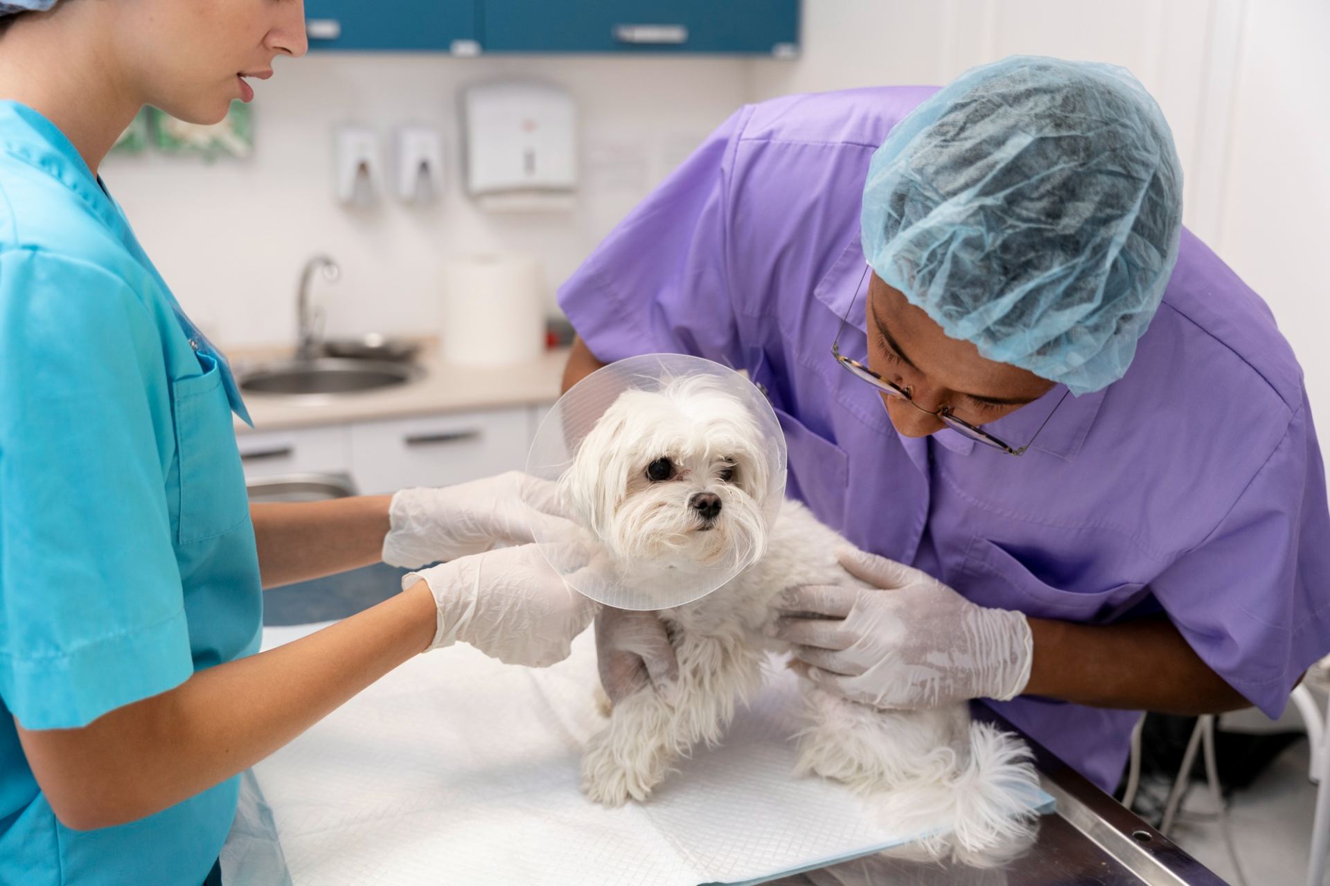 Pet Surgery in Paoli, IN 47454 | Orange County Animal Clinic